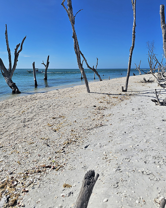 Cayo Costa's emerald waters against white sand—the kind of view that makes "out of office" replies so satisfying.