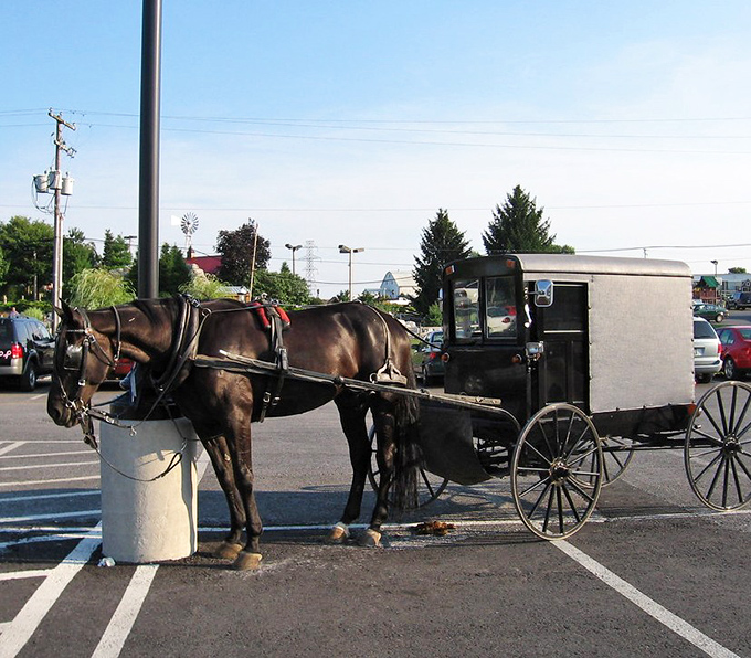 The horse doesn't know it's a tourist attraction—it's just doing its job, probably wondering why everyone with a smartphone acts like they've never seen a buggy before.