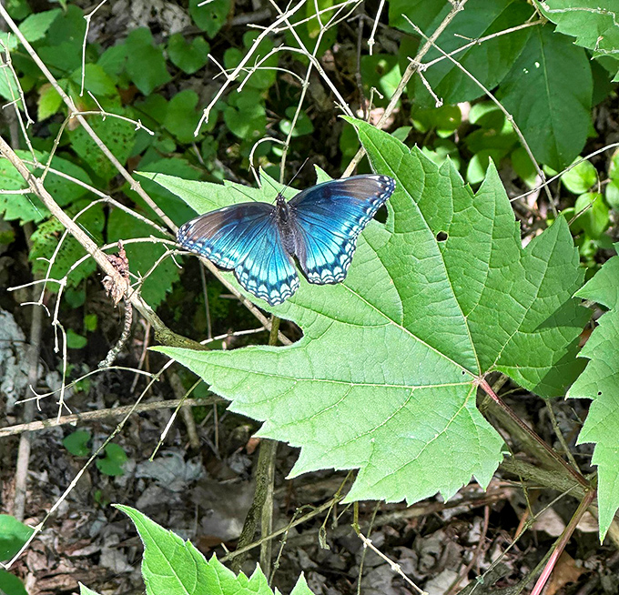 Nature's jewelry—this brilliant blue butterfly adds a flash of color to Marshall's already vibrant outdoor palette.