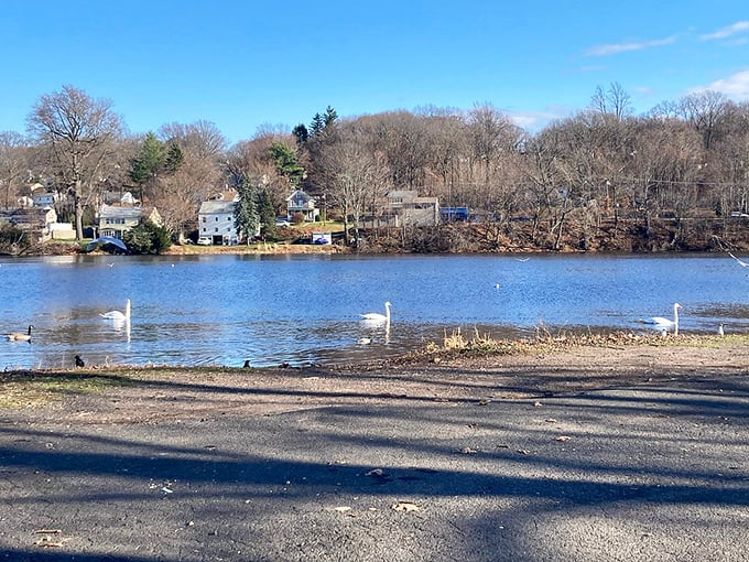Habershon Park's tranquil waters and visiting swans create a peaceful retreat that costs nothing but time to enjoy.