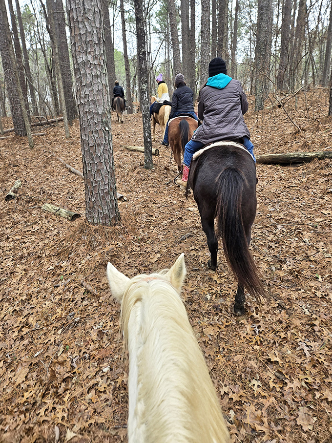 Horseback riding through autumn-kissed forests—when "horsepower" takes on its most literal and magical meaning. The view between those equine ears is pure Tennessee poetry.