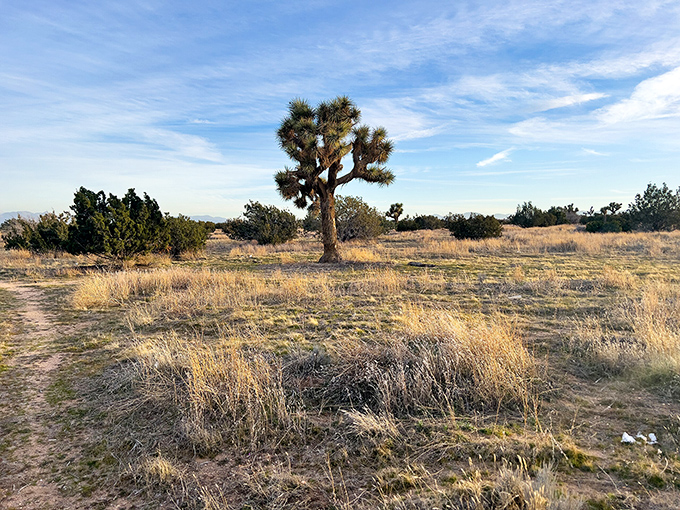 This lone Joshua tree didn't get the memo about Joshua Tree National Park being an hour away—a desert sentinel standing watch.