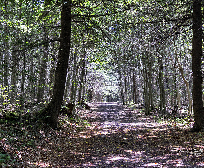The forest path beckons with dappled sunlight and the promise of adventure – nature's version of the yellow brick road, minus the singing munchkins.
