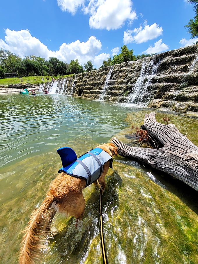 Even four-legged adventurers get to cool off in the Blanco's refreshing waters. That dog is living its best vacation life.