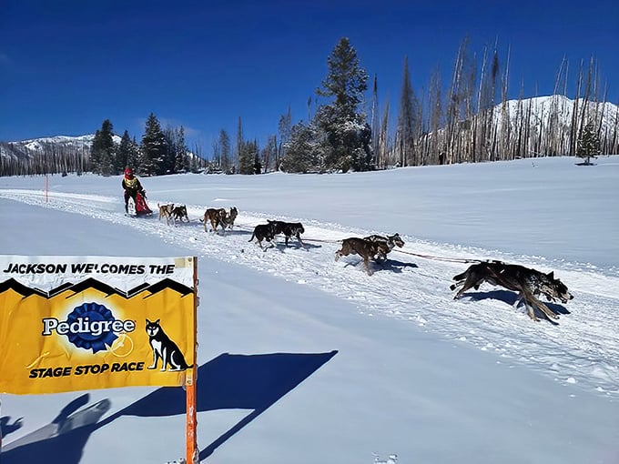 Dog sledding through pristine snow – where "horsepower" gets redefined by enthusiastic canines. Their joy in running makes your gym membership seem particularly uninspired.