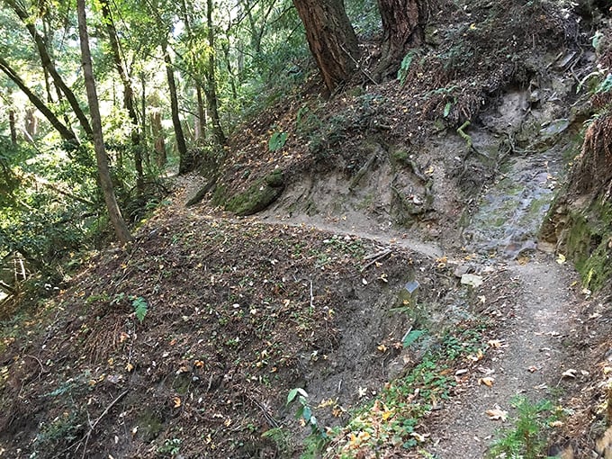 Stone steps invite you deeper into the forest realm. Each one a deliberate choice between "continue the adventure" or "maybe I'll just sit here awhile." 
