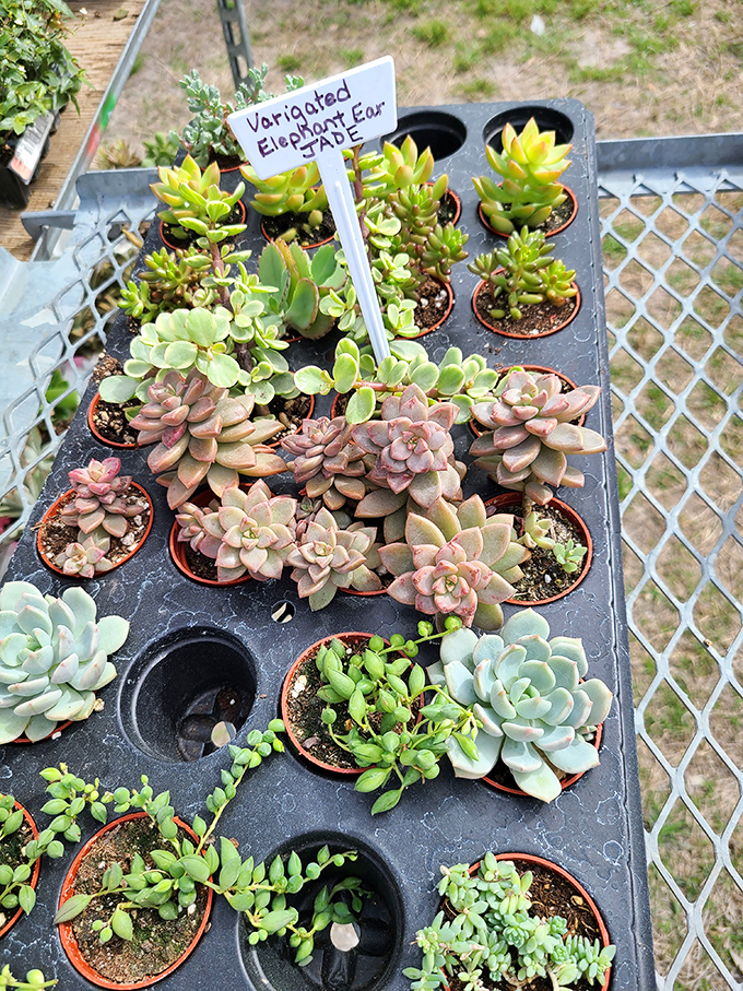 Succulent paradise where even the most notorious plant-killers can find hope in these hardy little survivors.