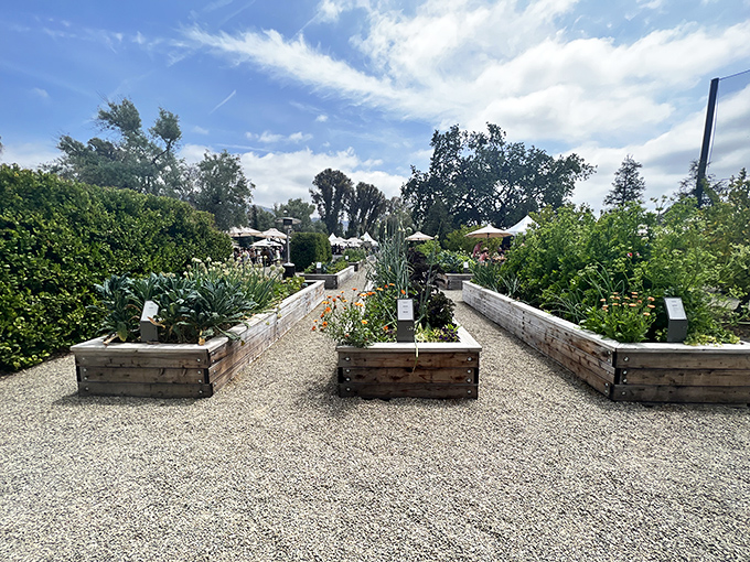 These raised garden beds aren't just growing vegetables—they're cultivating community. Farm-to-table isn't a trend here; it's a way of life.