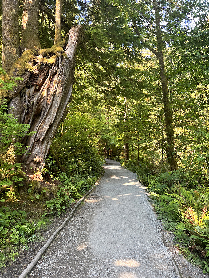 A pathway that promises adventure at every turn. The forest practically whispers, "Come see what I'm hiding."