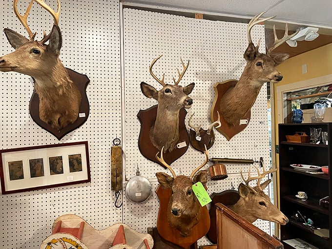 The deer mount collection reminds you this is definitely Pennsylvania. These silent sentinels have witnessed decades of hunters' tales—some of which might even be true.