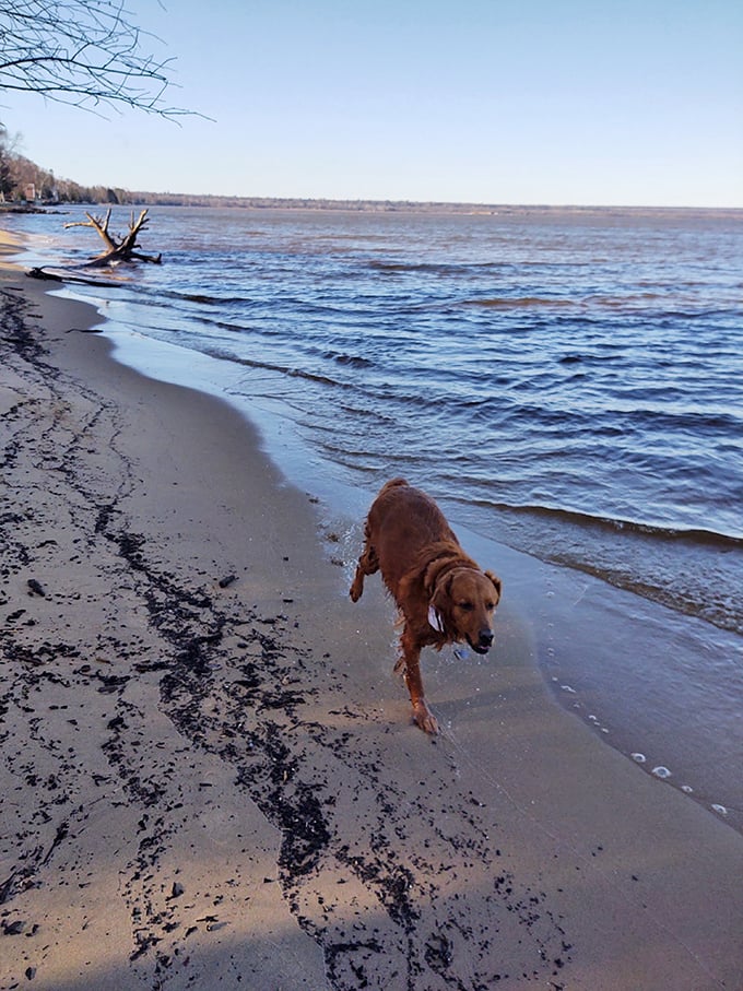 Four-legged visitors enjoy Brimley's shores too—where dogs discover their inner wolves while owners pretend not to notice the inevitable wet-dog car ride home.