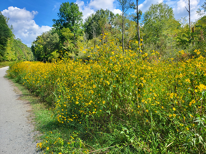 Nature's roadside attraction – wildflowers that don't need billboards to advertise their sunny brilliance along miles of peaceful trails.