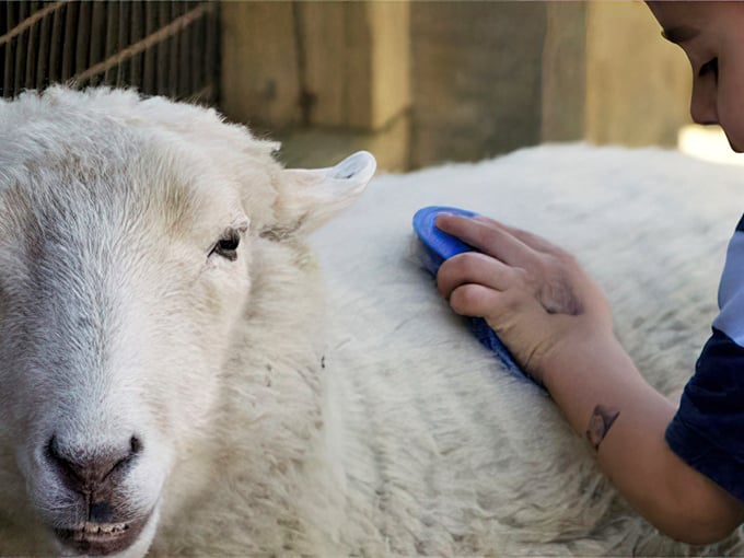 At Young's Jersey Dairy, gentle farm animals offer therapeutic moments of connection—where city folk remember what real wool feels like.