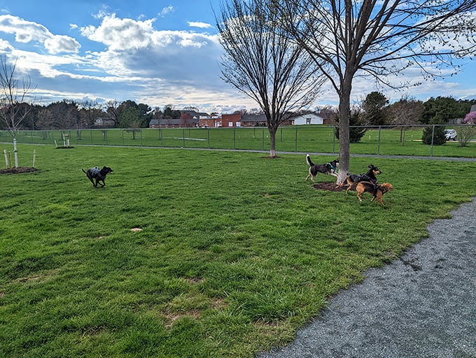 Even the dogs live better in Chestertown, with open spaces to run while their humans contemplate a permanent move to this idyllic town.