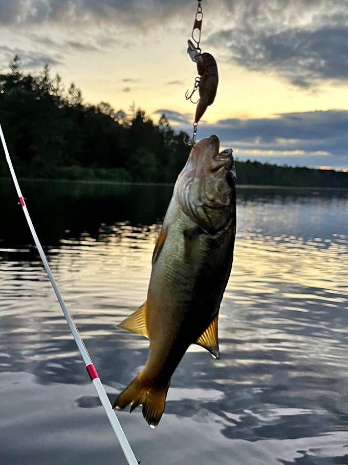 Dinner and a sunset—nature's perfect date night. This bass clearly fell for the oldest line in the book.