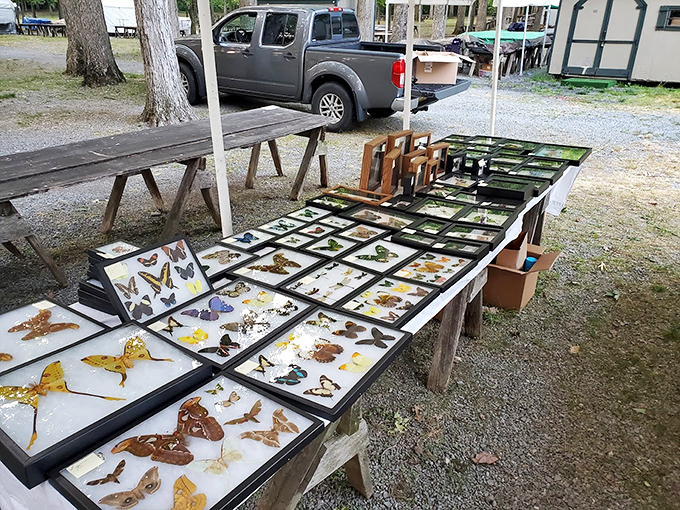 Nature preserved under glass—butterfly collections that bring science and art together. Victorian-era fascination with natural history displayed with surprising modern appeal.