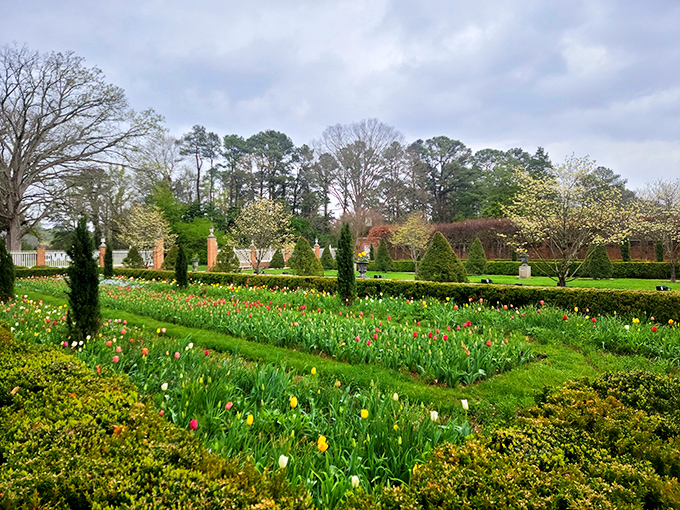 A geometric garden bursts with colorful tulips arranged with mathematical precision—proof that colonial Virginians were Instagram-ready centuries before filters existed.