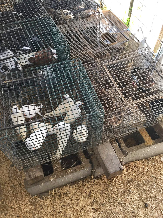 The live animal section isn't for everyone, but these feathered residents remind us that the Jockey Lot remains one of the few places where rural traditions and commerce still intersect.