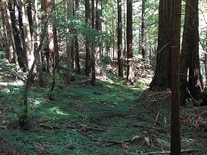 A carpet of sorrel covers the forest floor like nature's own emerald throw rug. Martha Stewart would approve of this decorating scheme. 