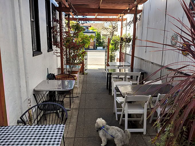 Even the outdoor seating embraces that classic diner aesthetic with checkered charm and fresh air.