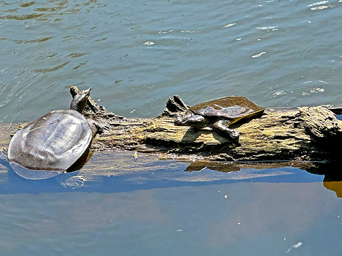 Turtles sunbathing on a log—nature's version of claiming the best poolside loungers before anyone else wakes up.