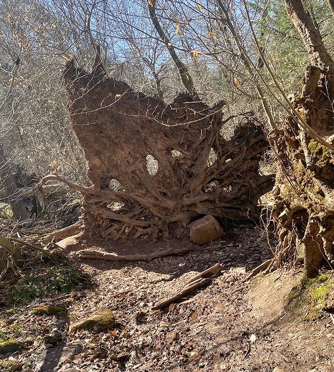 Even in collapse, there's majesty – this uprooted tree reveals the intricate underground architecture that supports the forest's towering giants.