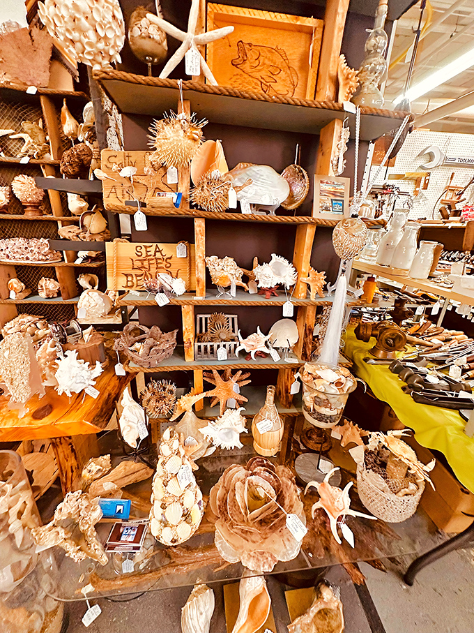 Beach memories bottled and shelved—no sunscreen required to enjoy this collection of seashells and coastal treasures.