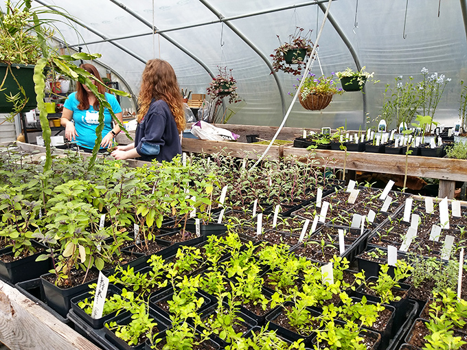 In the greenhouse, young plants wait in the wings before making their garden debut – it's like Broadway for botanicals.
