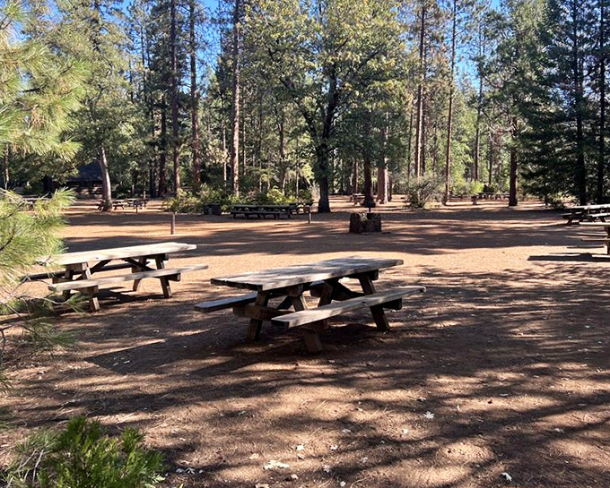 These picnic tables sit empty, patiently waiting for families to arrive with sandwiches that will inevitably contain at least one grain of sand.