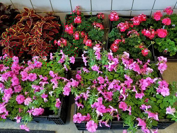 Nature's retail therapy comes in plastic trays. These vibrant blooms offer a garden without the commitment—perfect for those whose thumbs are more beige than green.