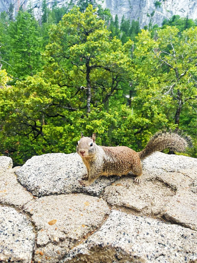 Yosemite's unofficial welcoming committee. This squirrel has mastered the art of looking cute while plotting to raid your trail mix.