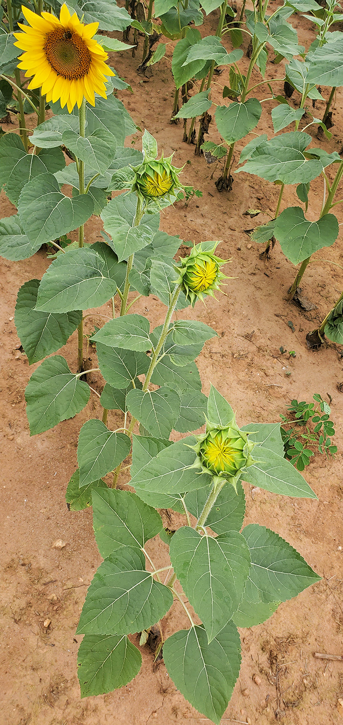 Life's stages on display. From tight green buds to fully open blooms, each sunflower tells a story of summer's swift passage.