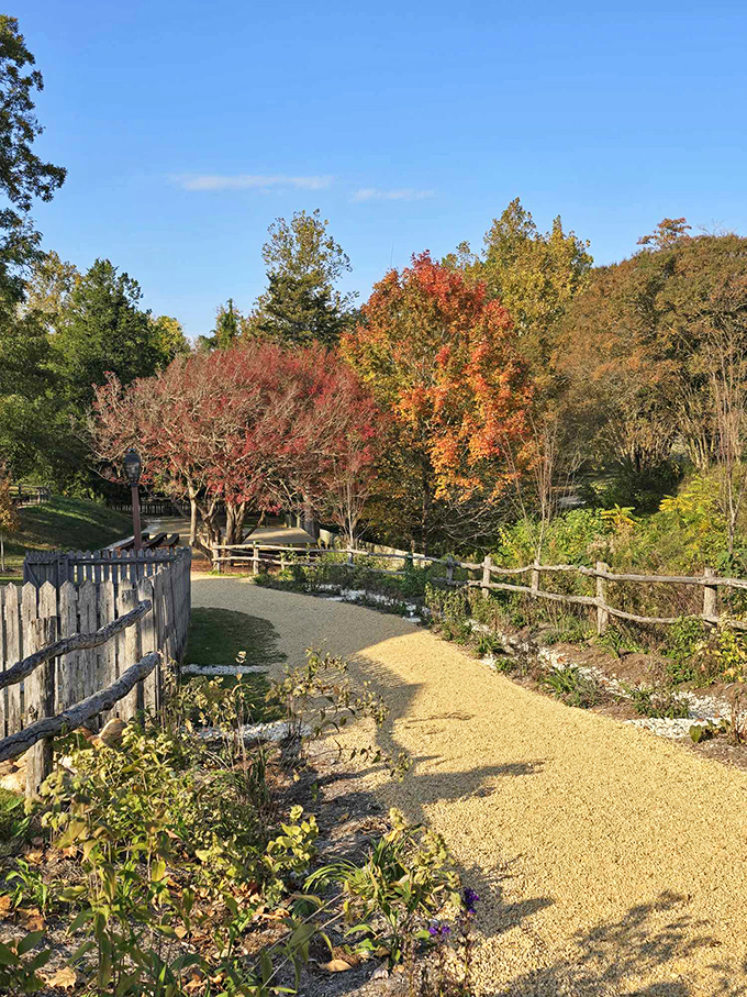 Autumn paints Colonial Williamsburg in fiery hues, with rustic fences guiding visitors along paths where history whispers through every golden leaf.