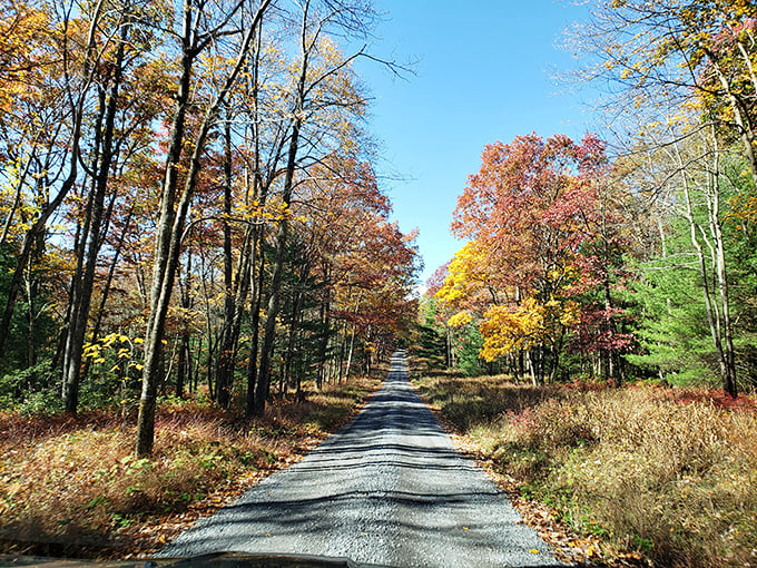 Nature's confetti celebration. This winding road through fall foliage is like driving through a tunnel of flame without the fire department's concern.