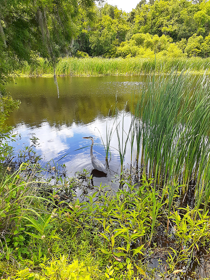 A great egret strikes a pose in the wetlands, displaying the kind of natural elegance that makes wildlife photographers lose track of time.