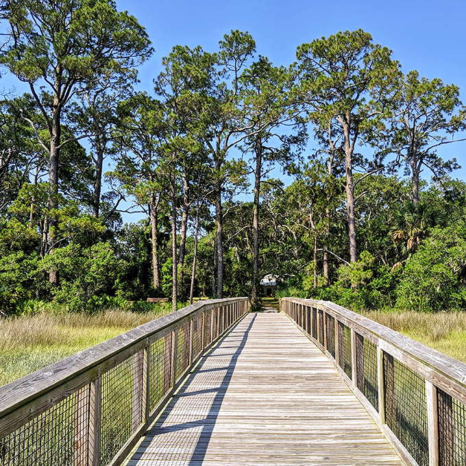 Nature and history harmonize on Fort Mose's boardwalks, where freedom seekers once found sanctuary among Florida's whispering pines and swaying marsh grasses.