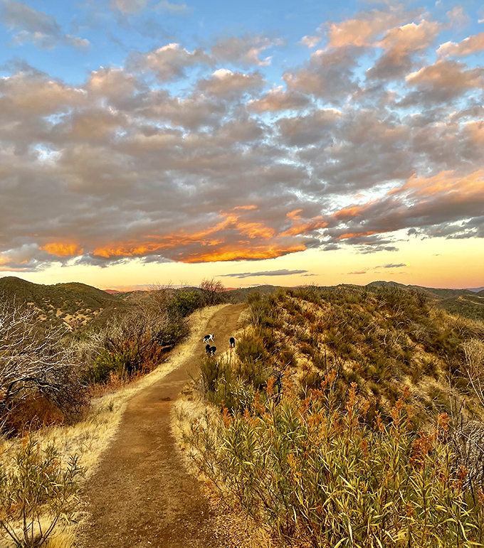 This sunset-kissed trail doesn't care about your step count—it's too busy showing off California's golden hour magic in a masterclass of natural lighting.