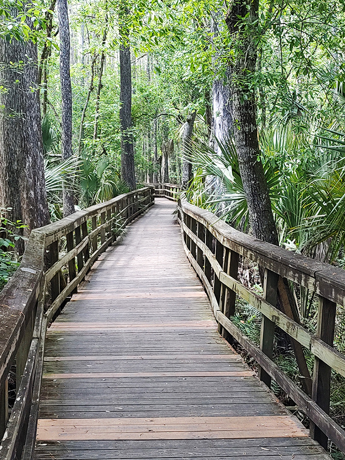 Highlands Hammock's boardwalk invites you into Florida's primeval soul, where alligators have better squatter's rights than any snowbird.