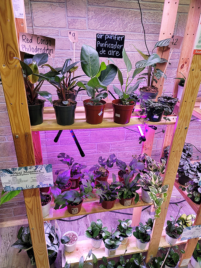The plant section offers "air purifiers" that clean your home and your soul – nature's therapy in perfectly potted packages.