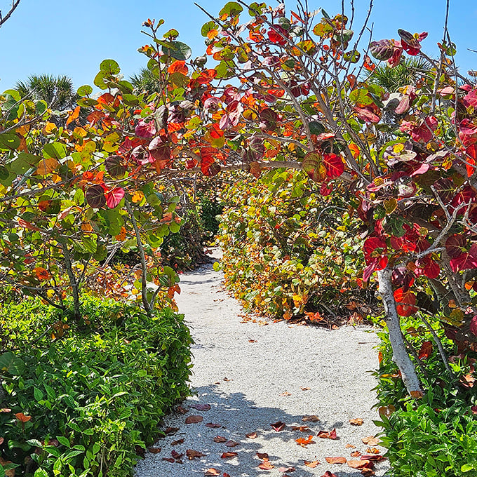 Nature's autumn corridor beckons explorers. Sea grape leaves create a vibrant tunnel of reds and golds, proving Florida has seasons—they're just more subtle.