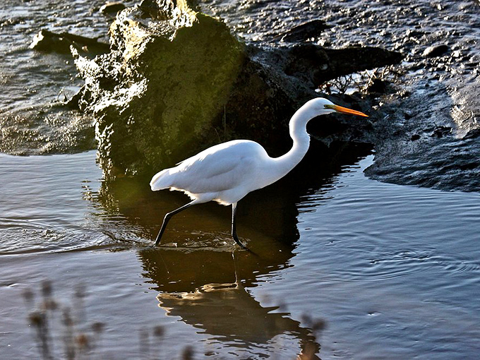 Egrets at the Arcata Marsh move with balletic precision. Nature's most elegant stalkers make hunting for lunch look like performance art.