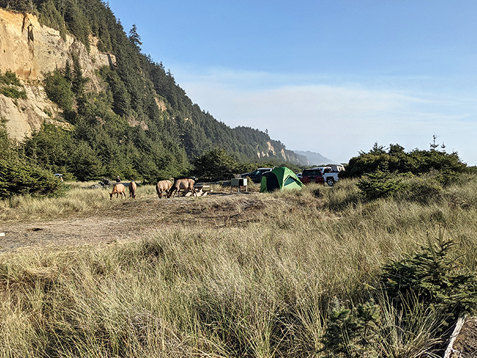 Roosevelt elk graze casually near a campsite, reminding visitors that at Prairie Creek, humans are merely guests in the animals' home.