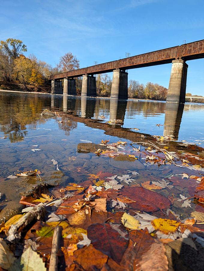 Fall's final performance—leaves take their curtain call on the water's surface before winter claims the stage.
