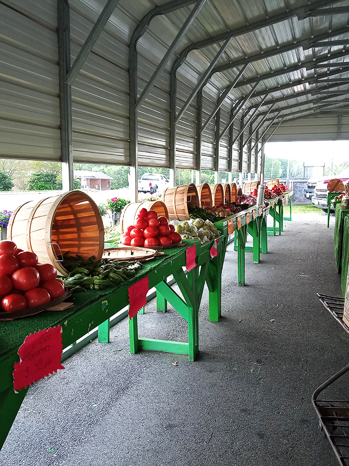 Farm-fresh produce displayed with pride—vegetables that remember what soil feels like and tomatoes that haven't forgotten their purpose.