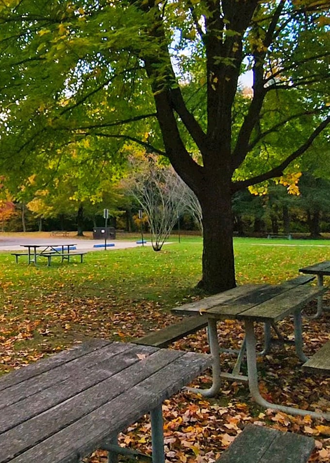 Autumn's golden confetti creates the perfect backdrop for picnics where the only reservation needed is the one you make with yourself to relax.