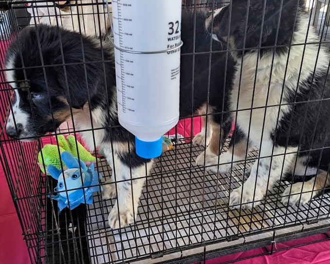 Puppy patrol! These furry friends wait for forever homes while demonstrating that cuteness is the ultimate marketing strategy, no discount required.