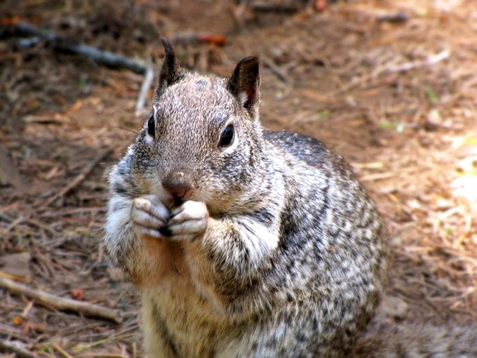 This squirrel has clearly mastered the art of posing for tourists – "Yes, I'll look cute for your photo, but a trail mix tribute would be appreciated."