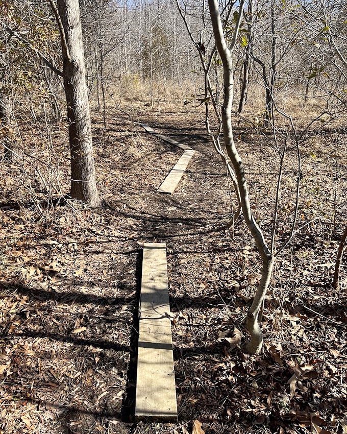 These humble wooden planks are your yellow brick road through wetlands—minus the Emerald City, plus actual emerald moss.