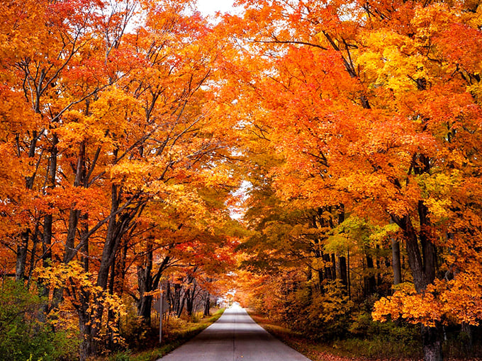 Autumn in Baraboo transforms country roads into tunnels of gold and crimson. Driving through feels like being inside nature's own cathedral.