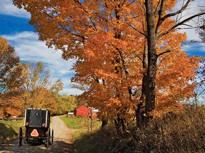 Autumn in Amish Country – where vibrant maple trees provide the perfect backdrop for a horse and buggy, reminding us that some traditions are worth preserving.